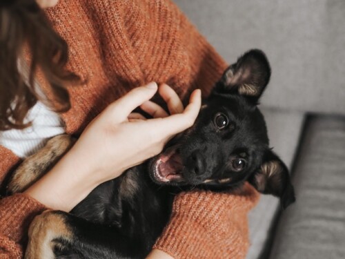 What is an Animal Empath? 10 Traits & Signs of Fauna Empaths