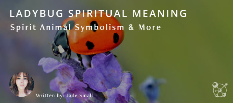Ladybug Spiritual Meaning, Spirit Animal Symbolism & More