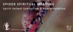 Spider Spiritual Meaning, Spirit Animal Symbolism & Representation