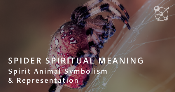 Spider Spiritual Meaning, Spirit Animal Symbolism & Representation