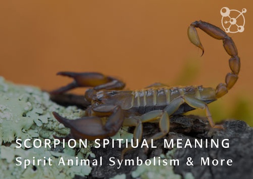 Scorpion Symbolism In The Bible