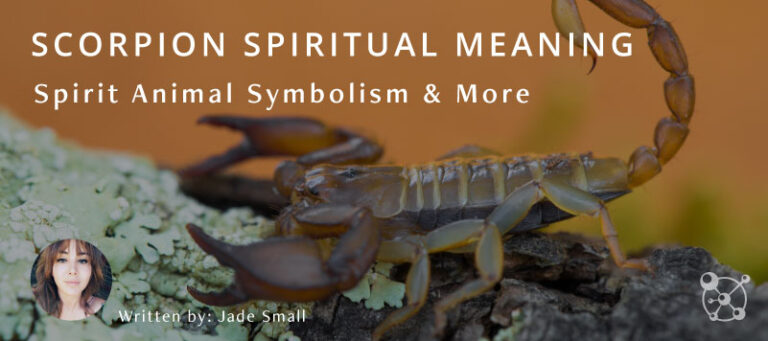 Scorpion Spiritual Meaning, Spirit Animal Symbolism & More