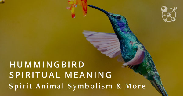 Hummingbird Spiritual Meaning, Spirit Animal Symbolism & More